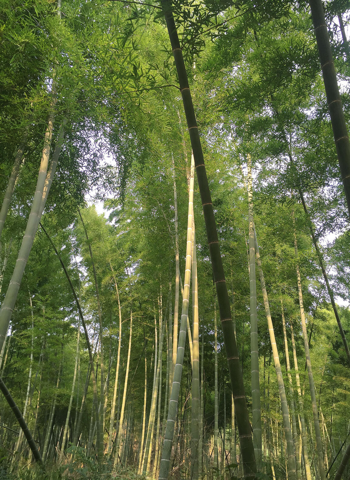 Yuansu Hot Spring Resort Wuyi - CLOU architects